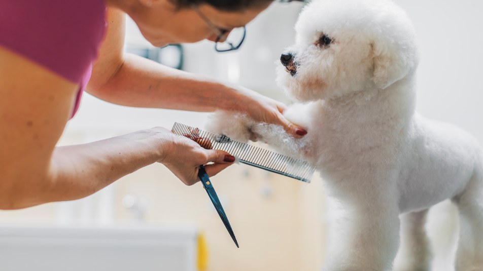 A Guide to Marketing Your New Pet Service Business - Pet Business Support